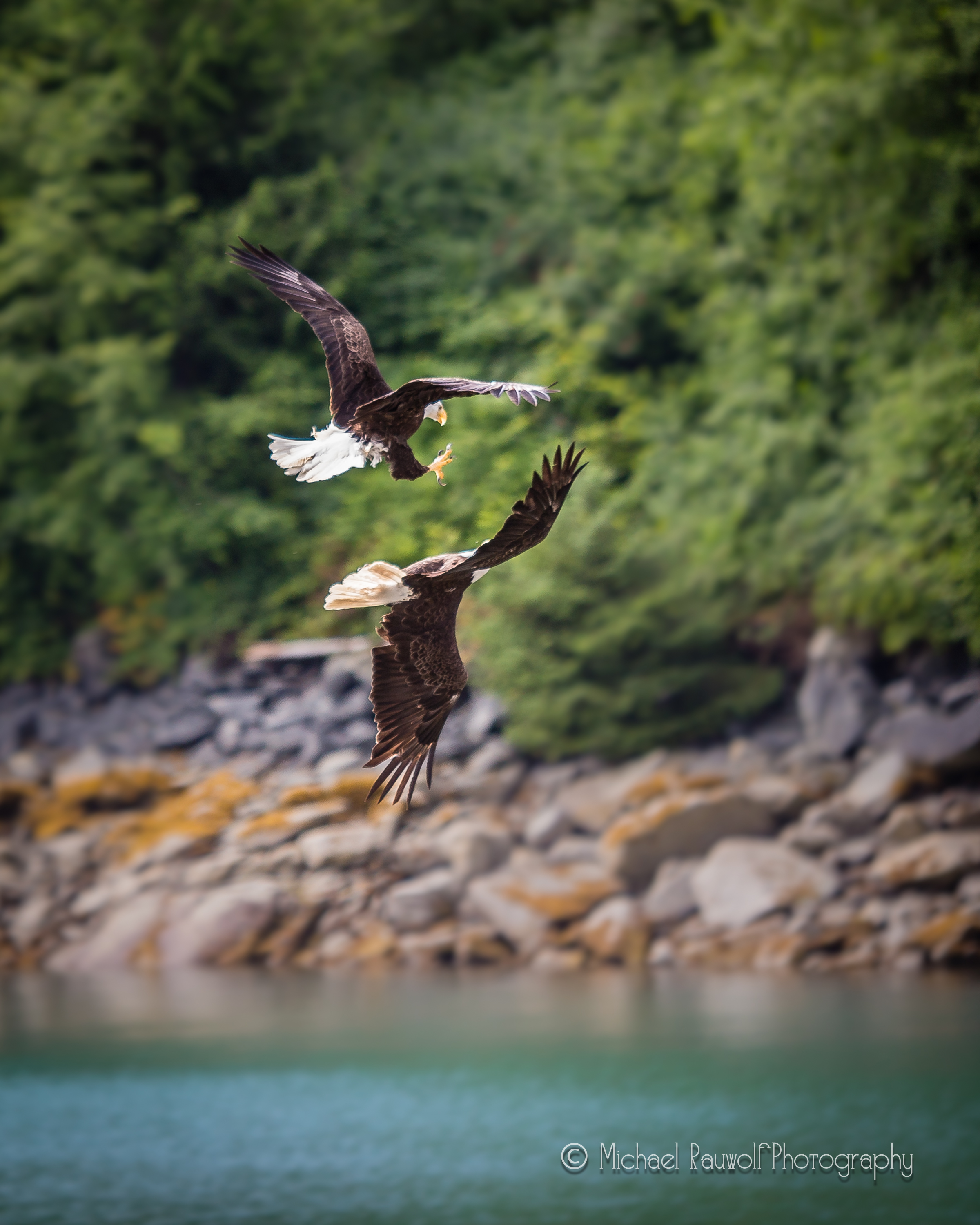 Eagle Fight – Michael Rauwolf Photography